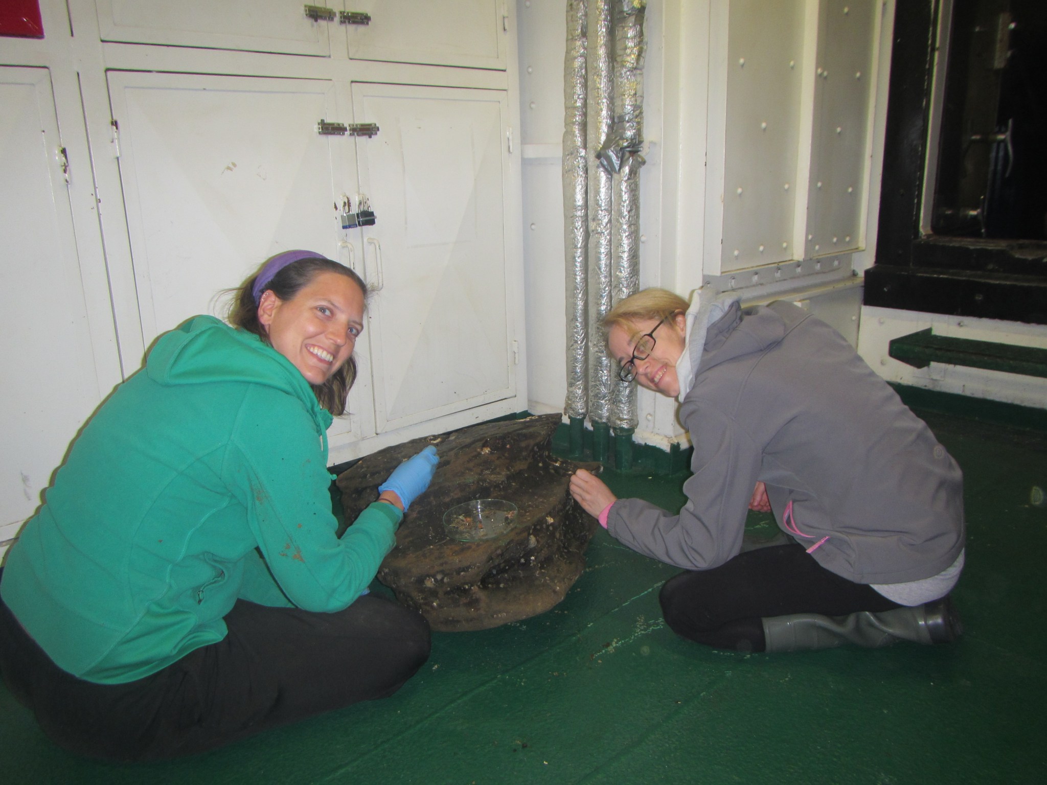 Benthic Ecology and Evolution – Exploring biodiversity and evolution of ...