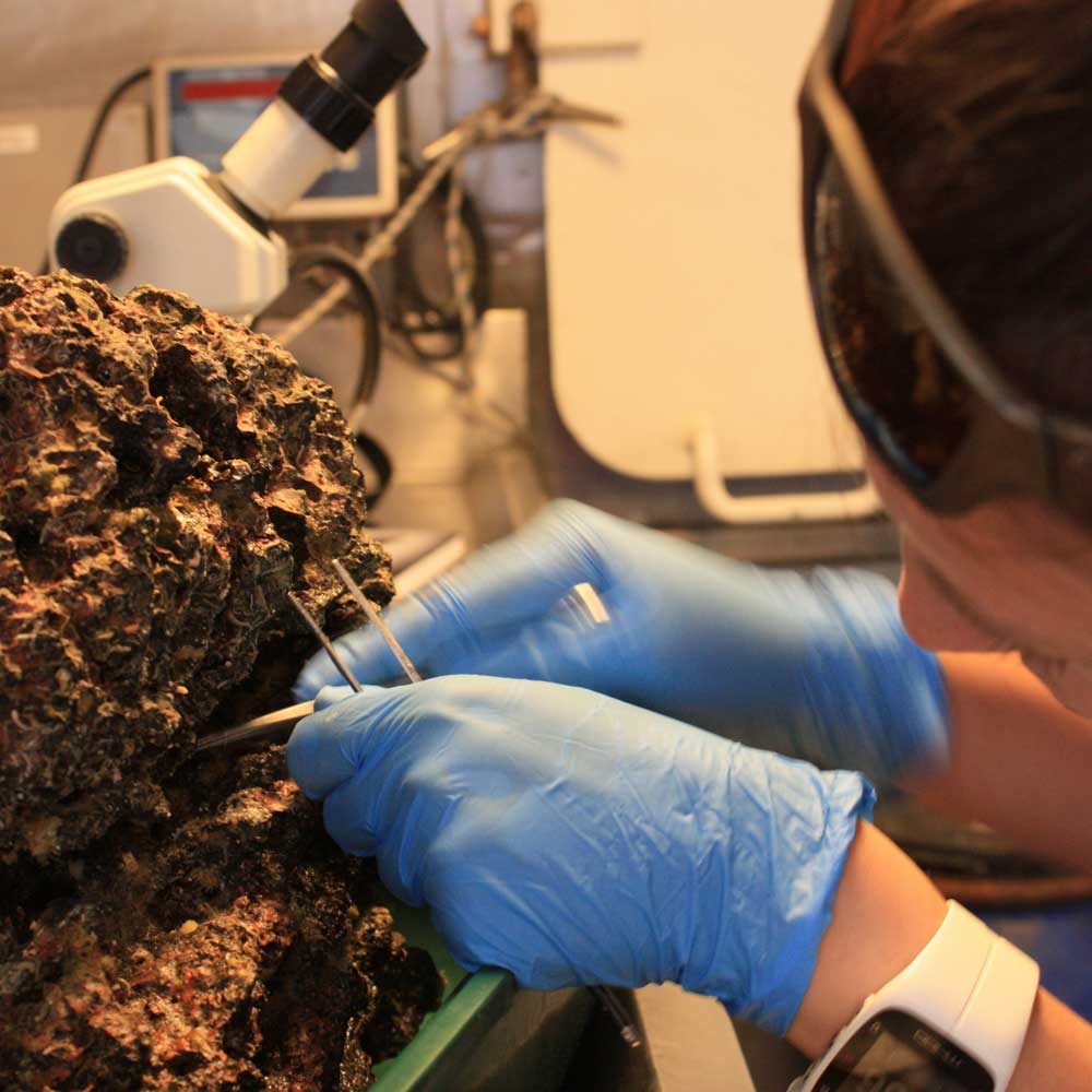 Benthic Ecology and Evolution – Exploring biodiversity and evolution of ...